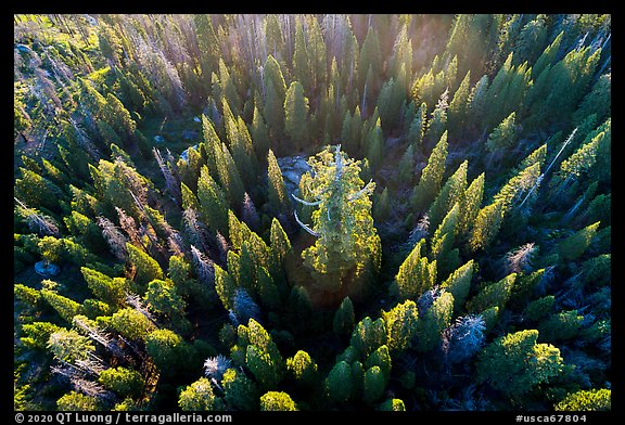 Picture/Photo: Aerial view of Boole Tree sequoia among pine trees ...