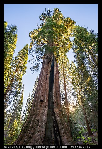 Picture/Photo: Boole Tree and sunstar. Giant Sequoia National Monument ...